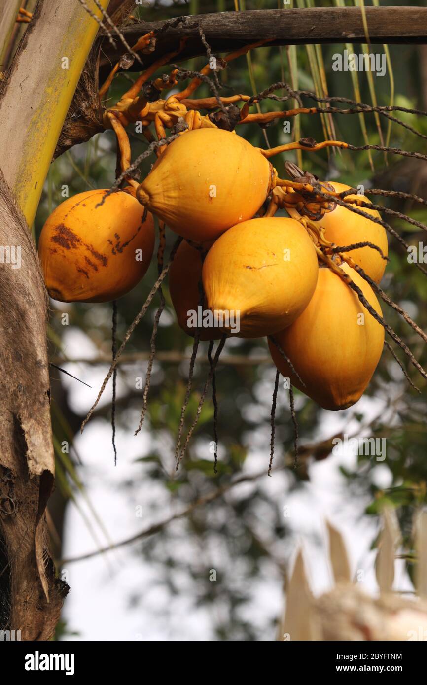 Coconut floating ocean hi-res stock photography and images - Alamy
