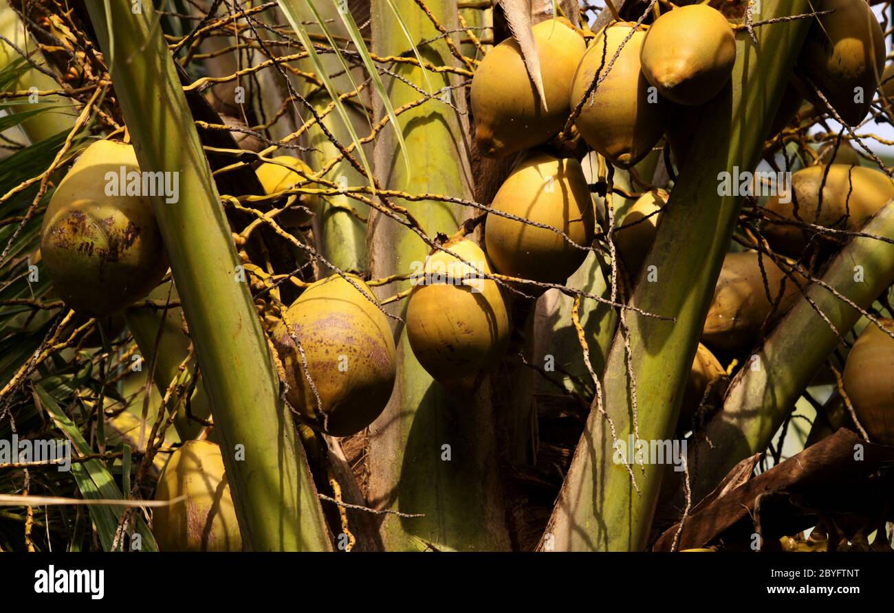 Coconut floating ocean hi-res stock photography and images - Alamy