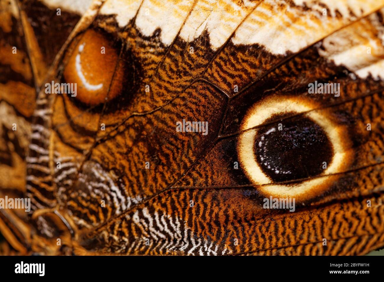 Detailed butterfly wing hi-res stock photography and images - Alamy