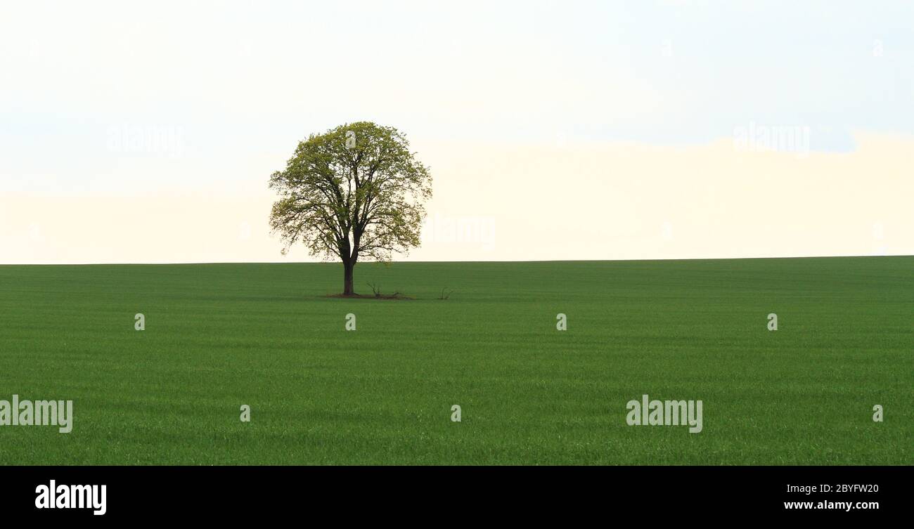Green tree in full leaf in a field summer Stock Photo - Alamy