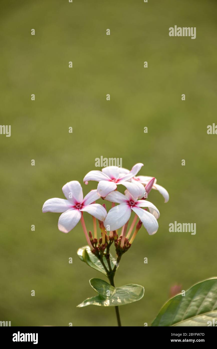 Kopsia fruticosa hi-res stock photography and images - Alamy