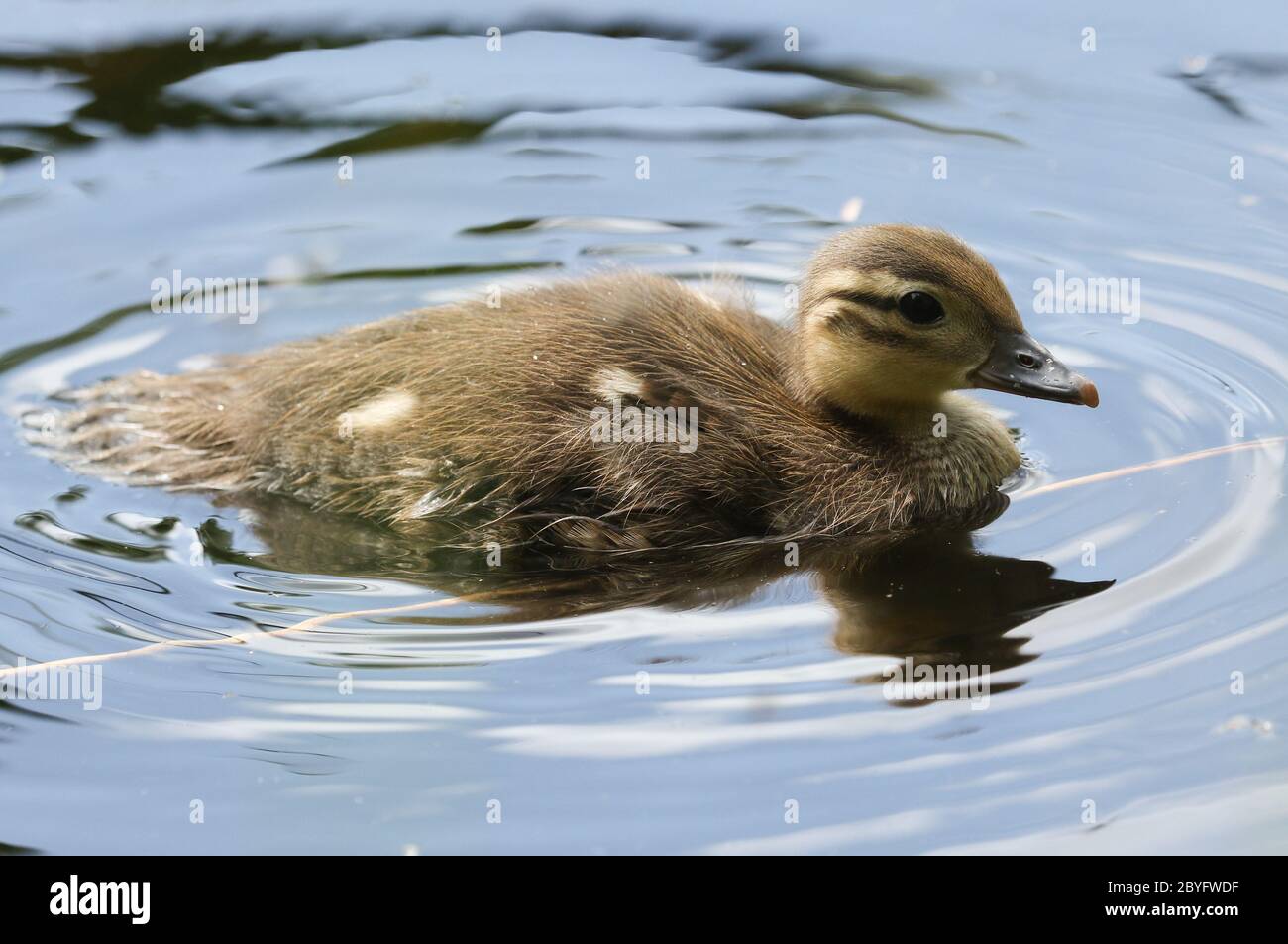 A cute Mandarin Duckling, Aix galericulata, swimming on a pond in in ...