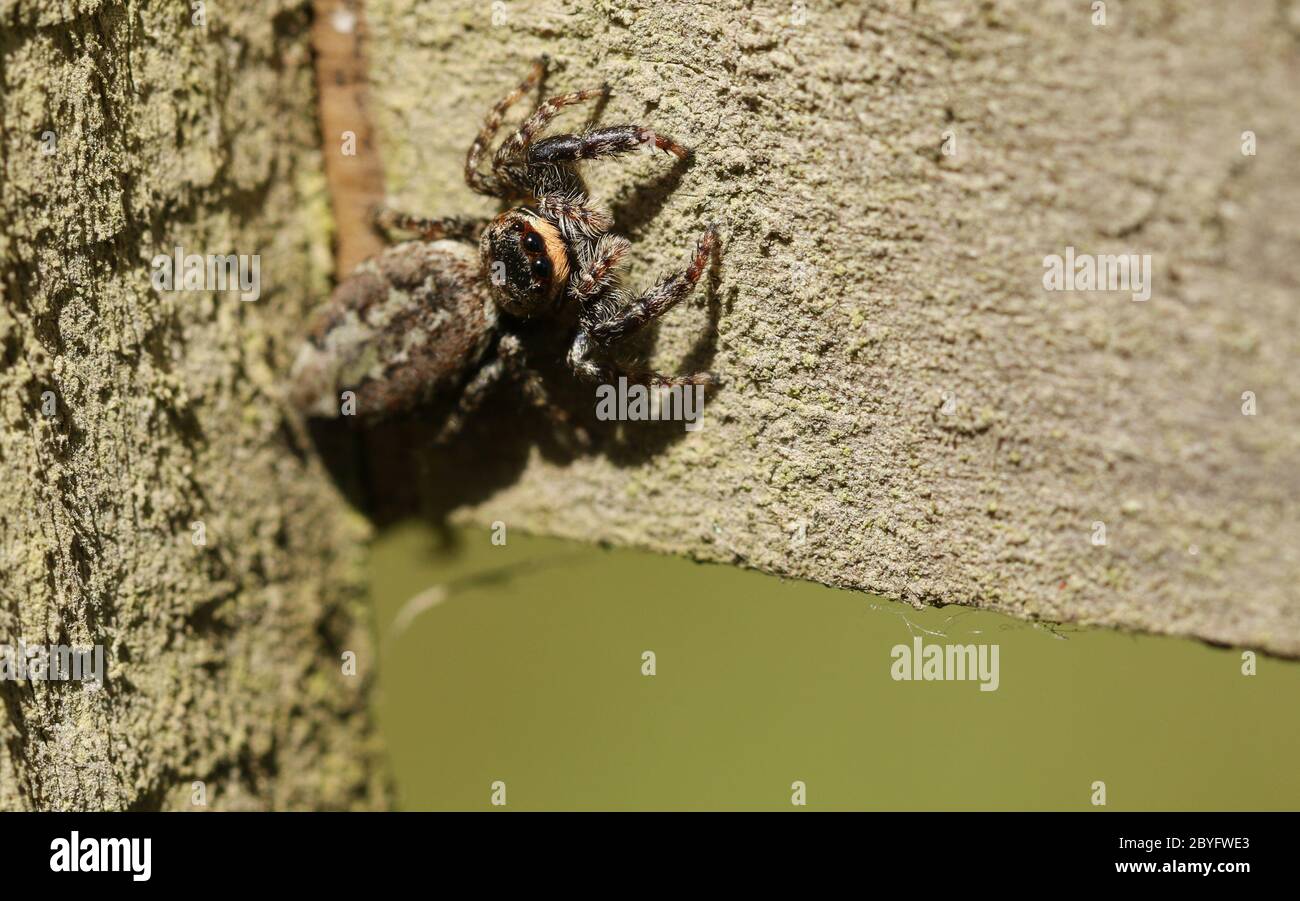 A Fence-Post Jumping Spider, Marpissa muscosa, on a wooden fence ...