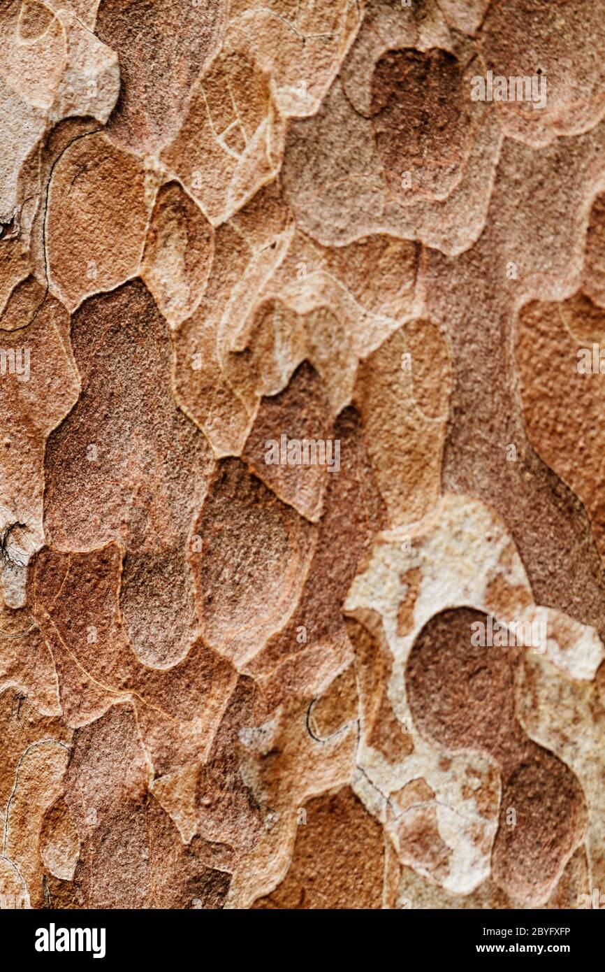 Crimean pine tree hi-res stock photography and images - Alamy