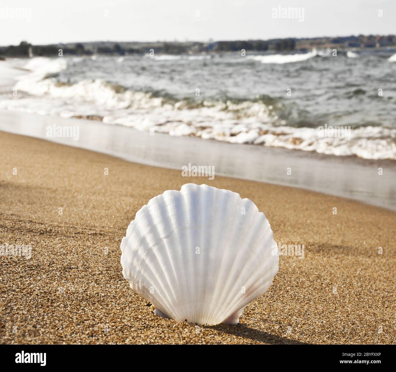 Shell on the beach Stock Photo - Alamy