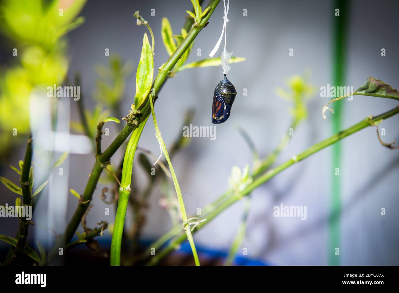 Monarch butterfly chrysalis suspended from a milkweed plant by tooth ...