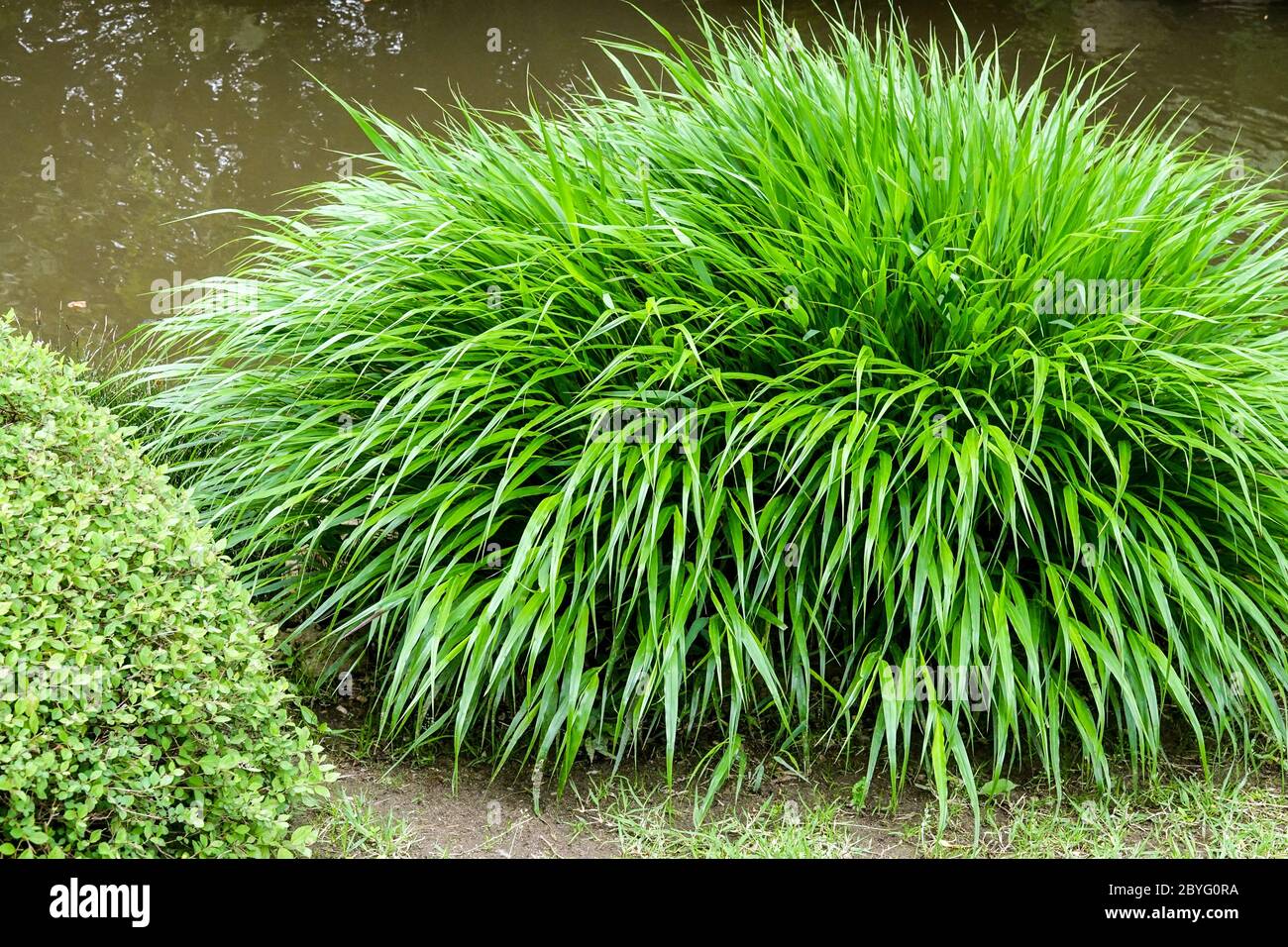 Japanese forest grass hi-res stock photography and images - Alamy