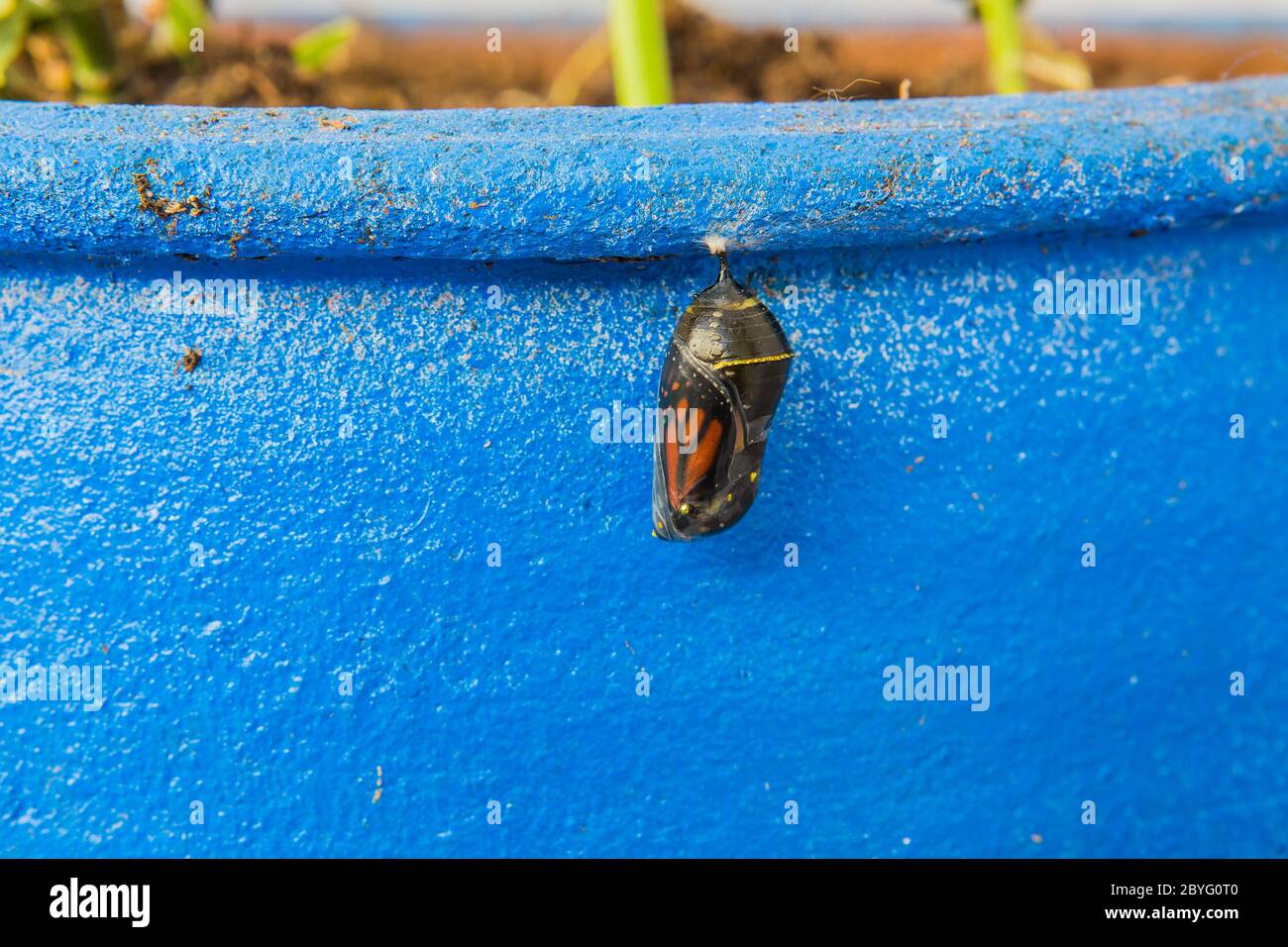 Monarch butterfly emerging from chrysalis suspended from a flower pot ...