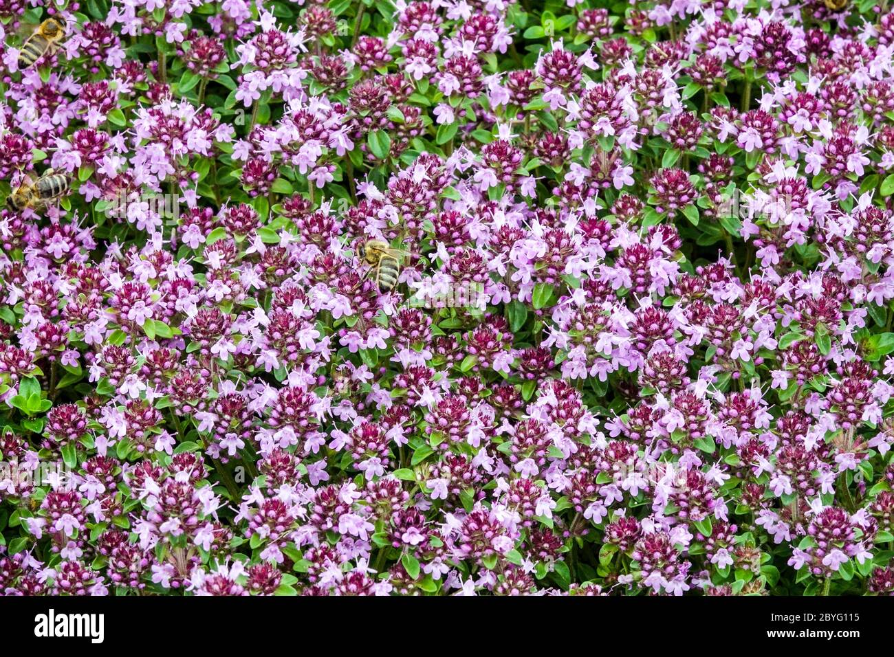 Purple ground cover flower hi-res stock photography and images - Alamy