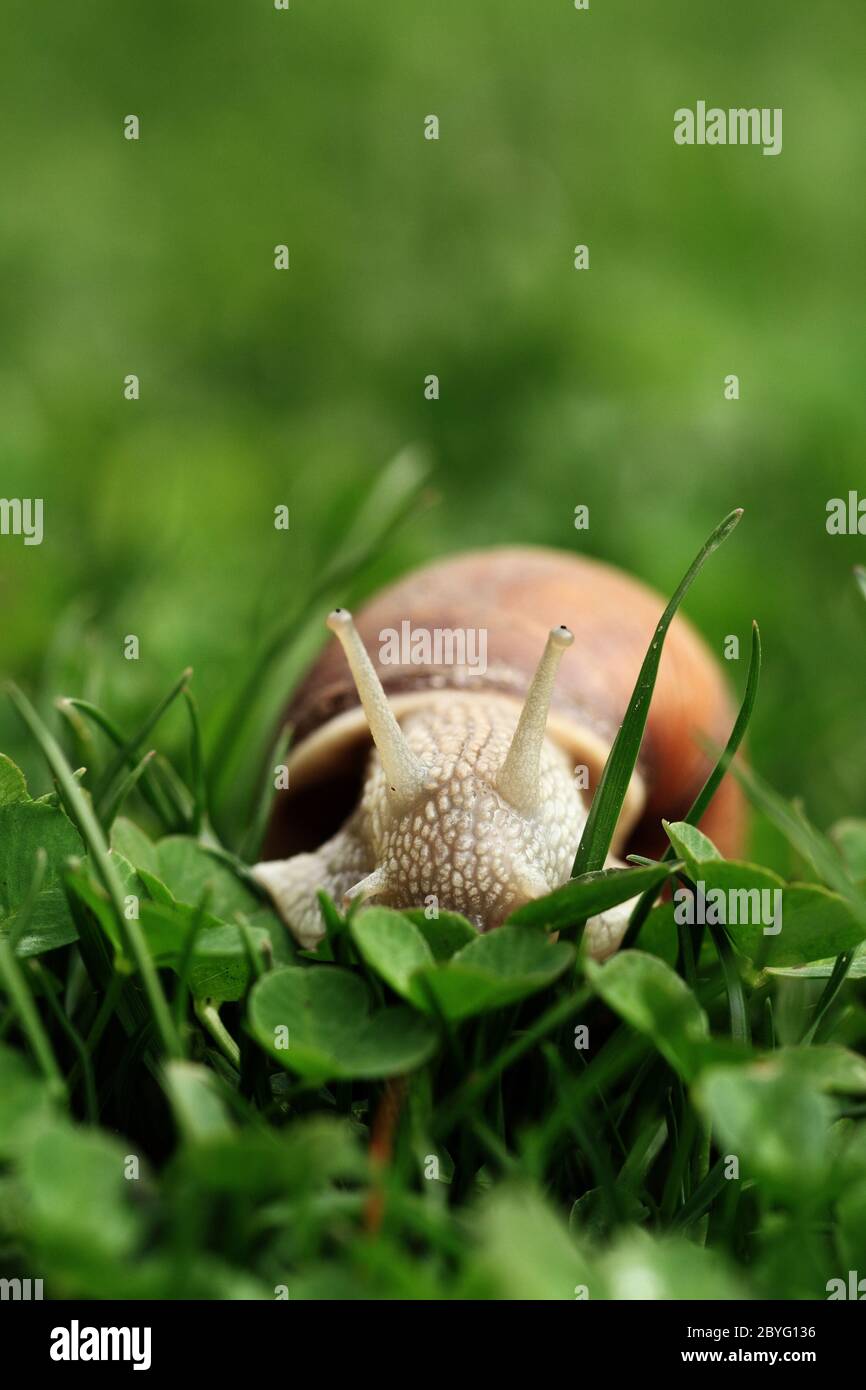 Creeping crawler hi-res stock photography and images - Alamy