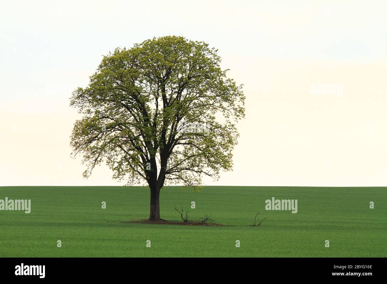 Full leaf hi-res stock photography and images - Alamy