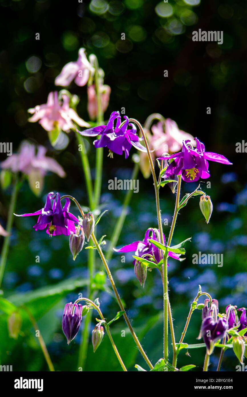 Columbine flower field hi-res stock photography and images - Alamy
