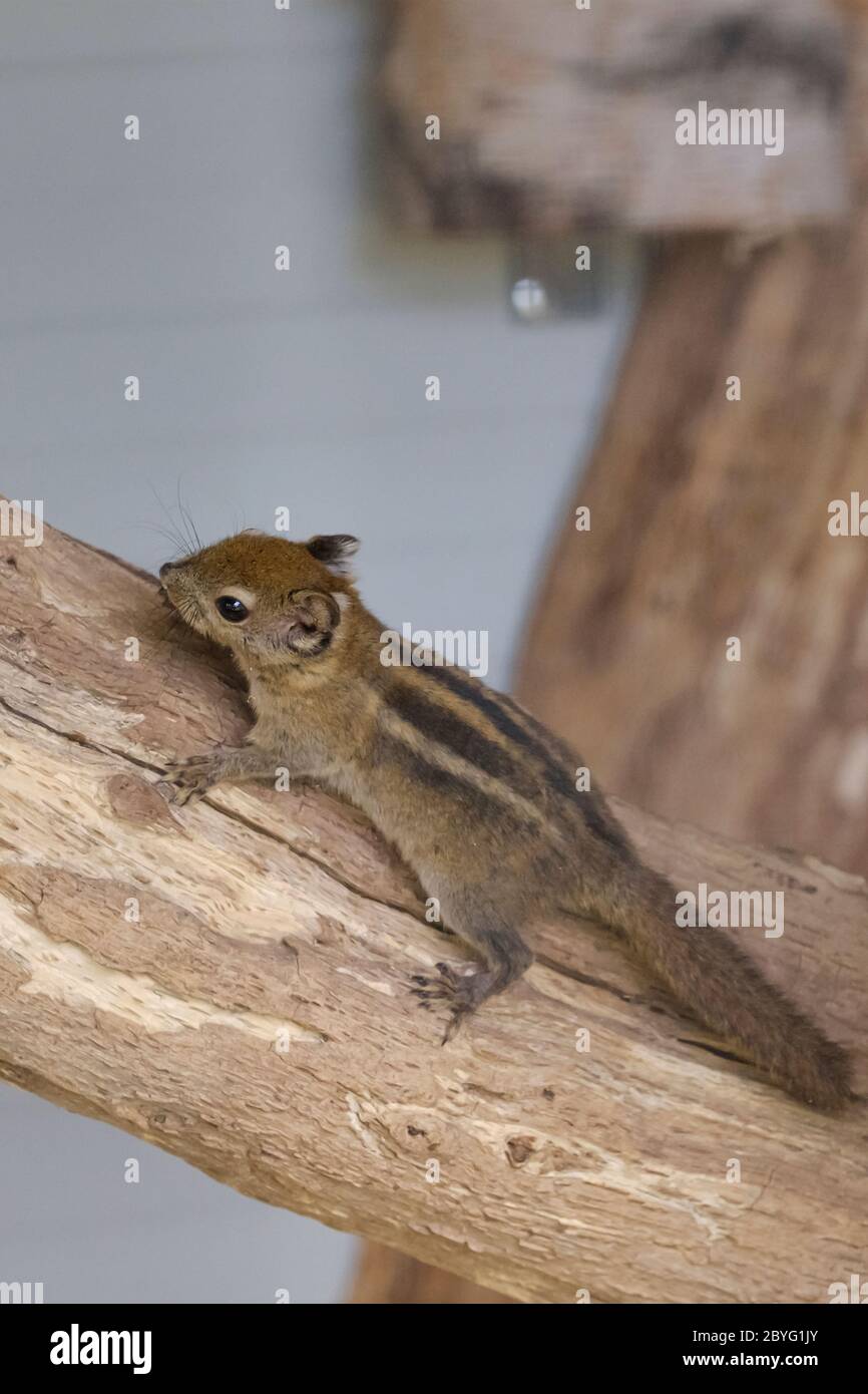 A striped rodents marmots chipmunks squirrel spotted on a tree trunk on ...