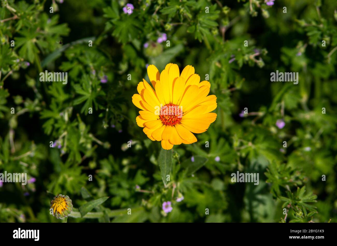 A single blossom of a wild marigold Stock Photo - Alamy