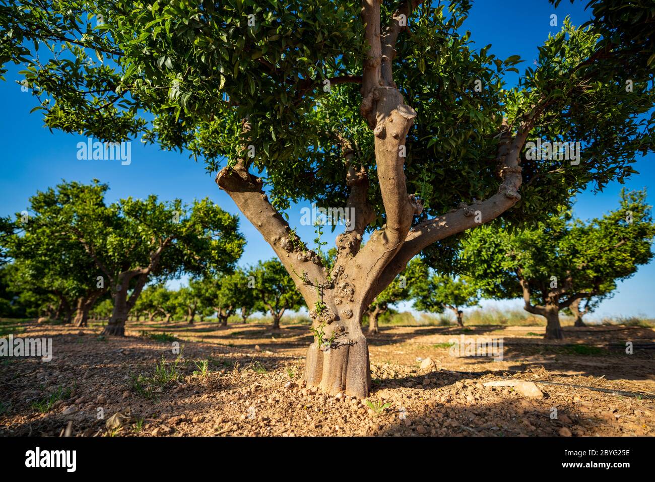 Grafted orange tree crop, wide angle closeup Stock Photo - Alamy