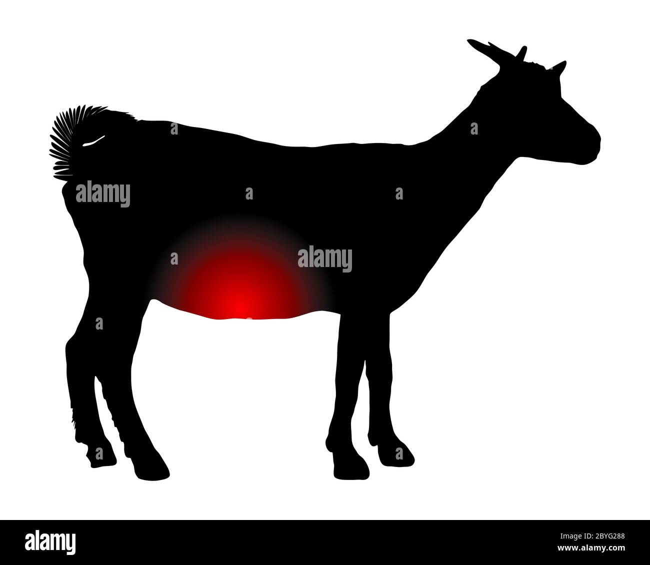 Goat with pain in the belly Stock Photo - Alamy