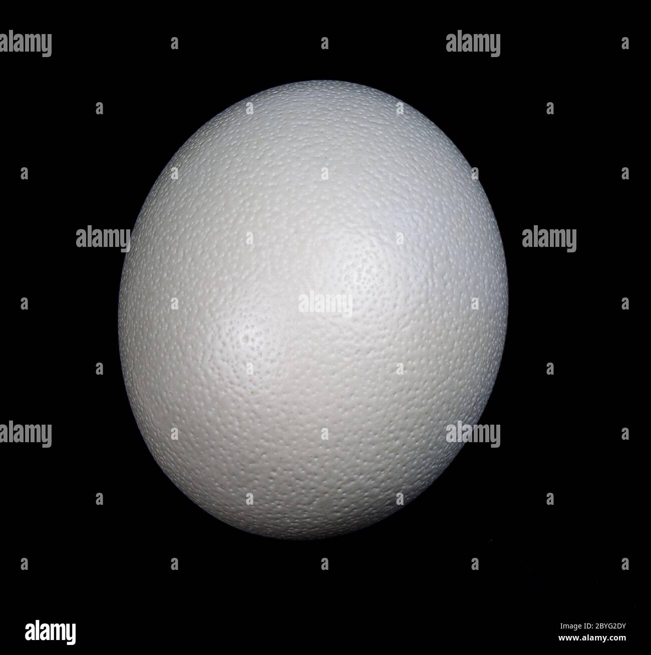 Ostrich egg hi-res stock photography and images - Alamy