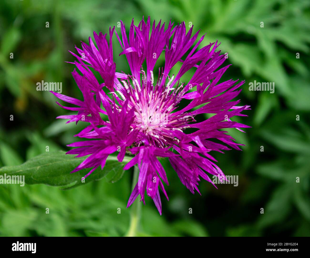 Persian Cornflower small front - Zweifarbige Flockenblume - Centaurea ...