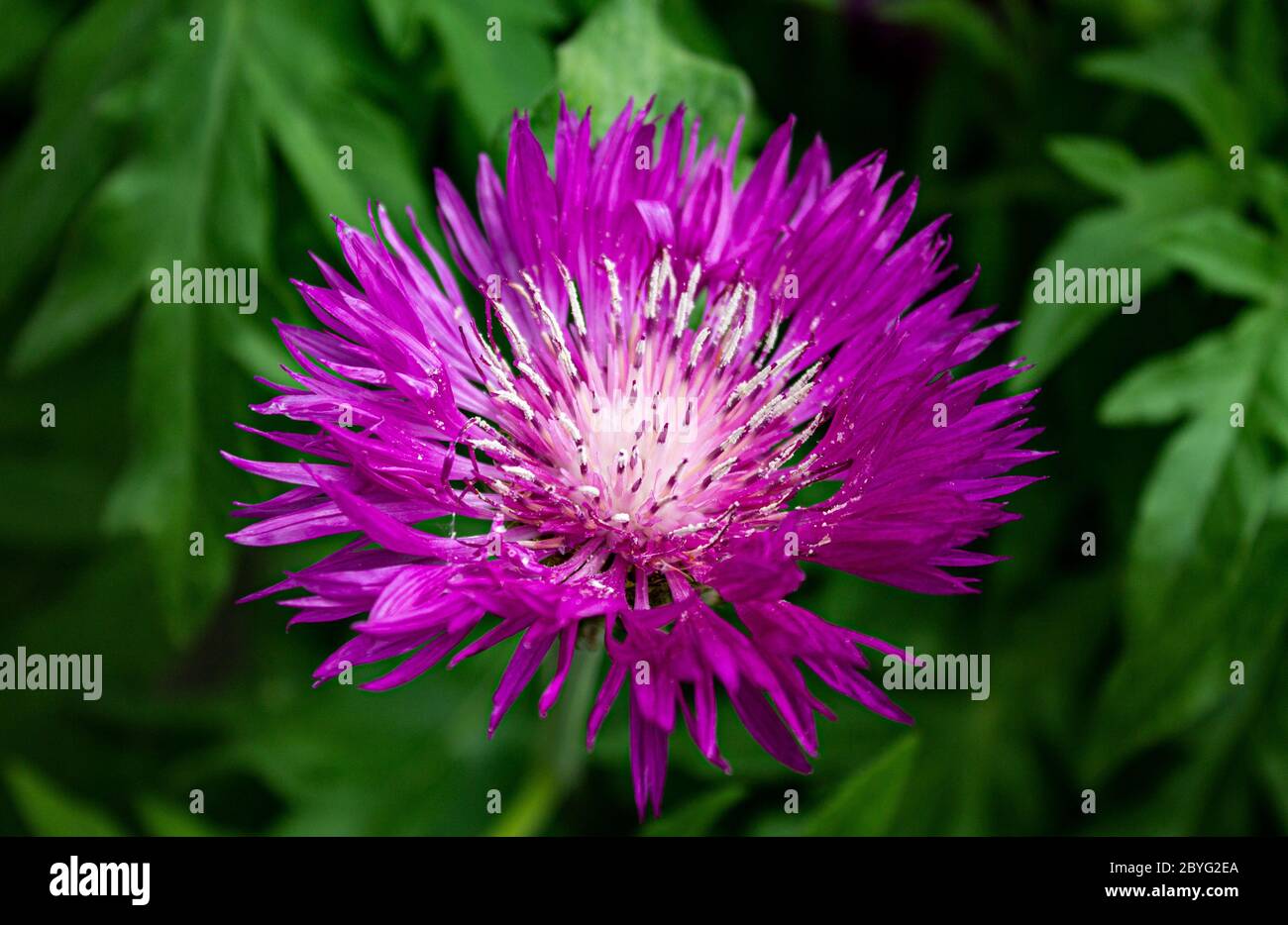 Persian Cornflower large front - Zweifarbige Flockenblume - Centaurea ...