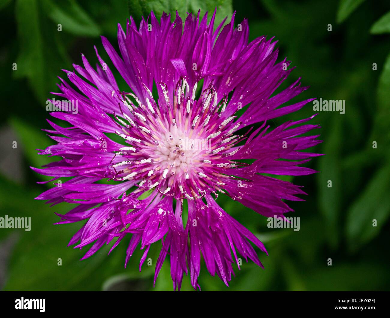 Persian Cornflower large above - Zweifarbige Flockenblume - Centaurea ...