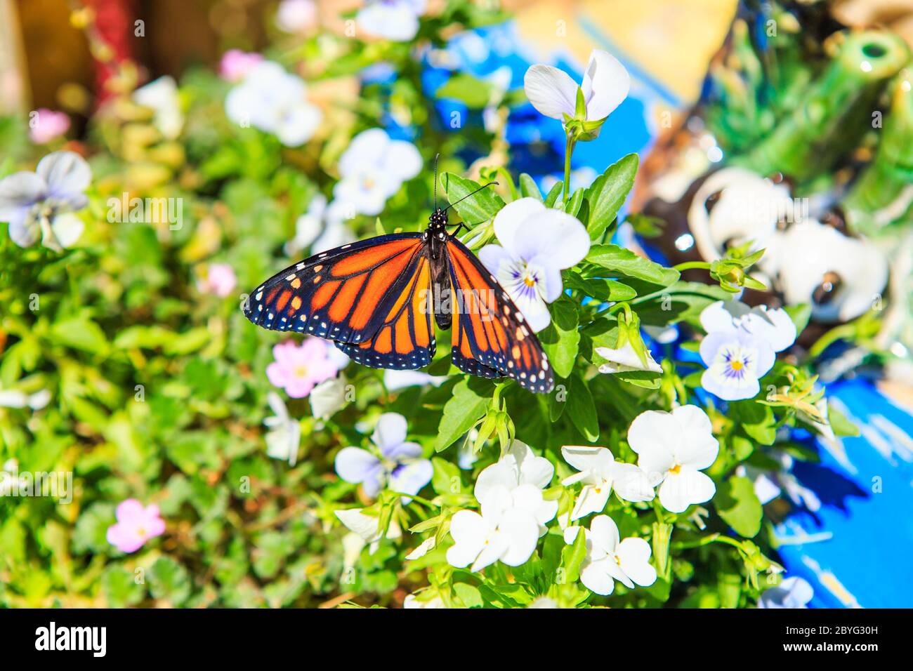 Monarch butterflies migrating hi-res stock photography and images - Alamy
