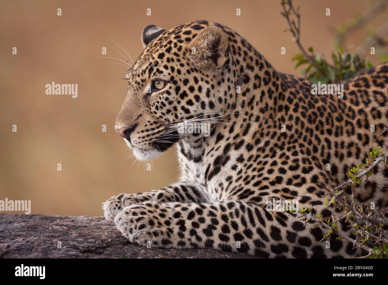 One adult male leopard sitting in a tree half body side view with a ...