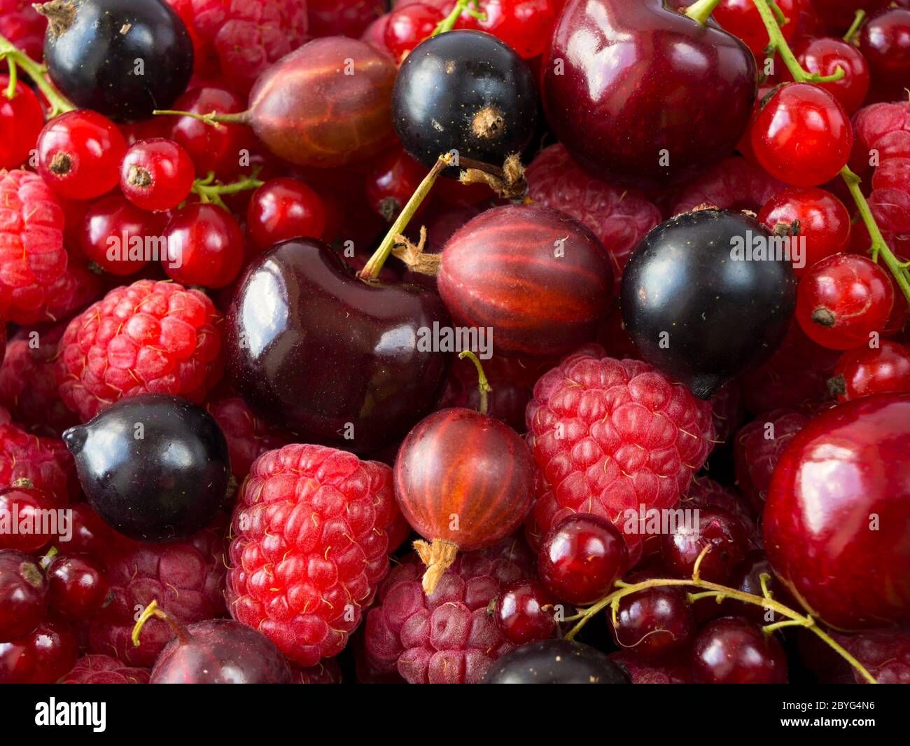Ripe raspberries, blackcurrants, cherries, red currants and ...