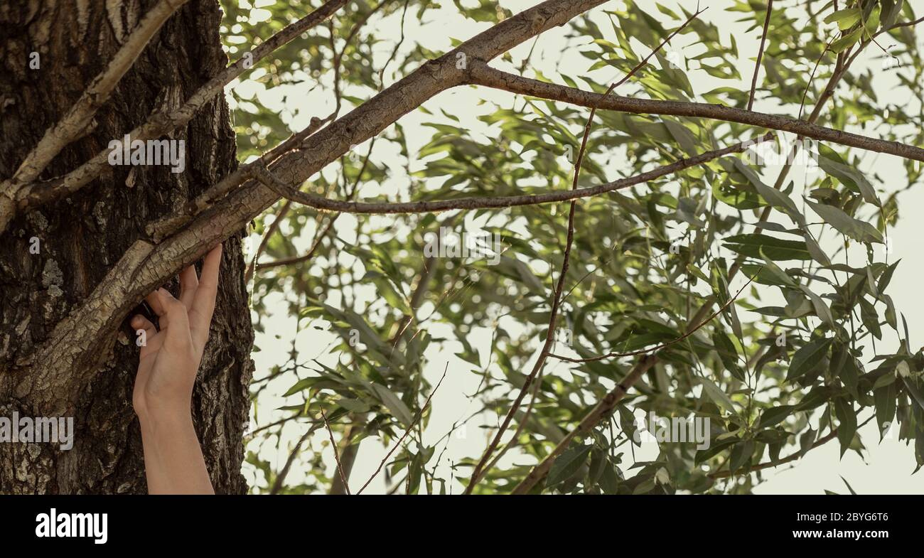 The hand touches a tree branch Stock Photo - Alamy