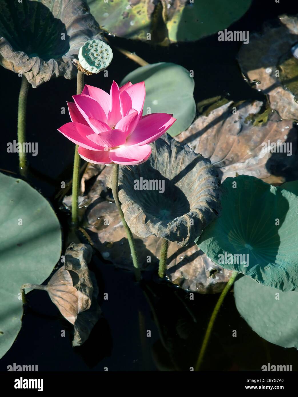 Land lotus hi-res stock photography and images - Alamy
