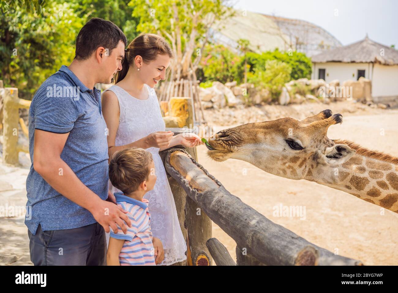 Happy mother, father and son watching and feeding giraffe in zoo. Happy ...