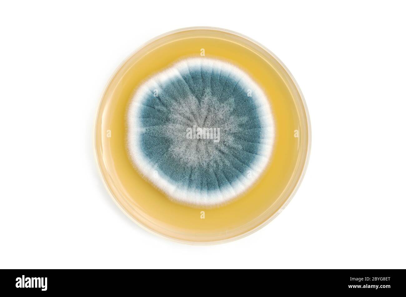 White fungi on agar plate hi-res stock photography and images - Alamy