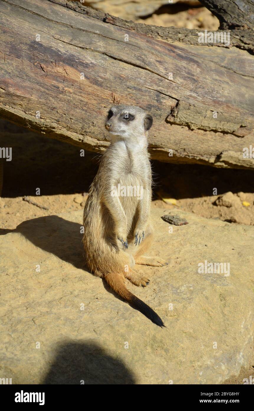 Meerkat (Surikate), zoo of Frankfurt Stock Photo - Alamy