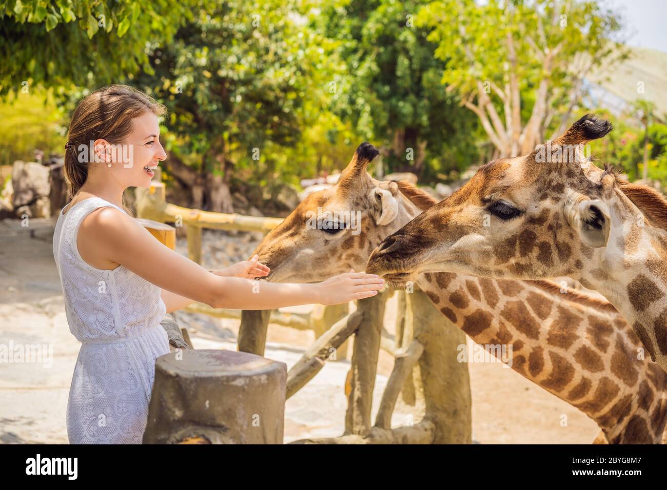 Happy woman watching and feeding giraffe in zoo. She having fun with ...