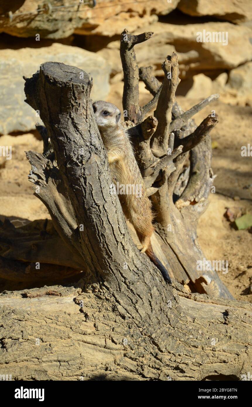 Meerkat (Surikate), zoo of Frankfurt Stock Photo - Alamy