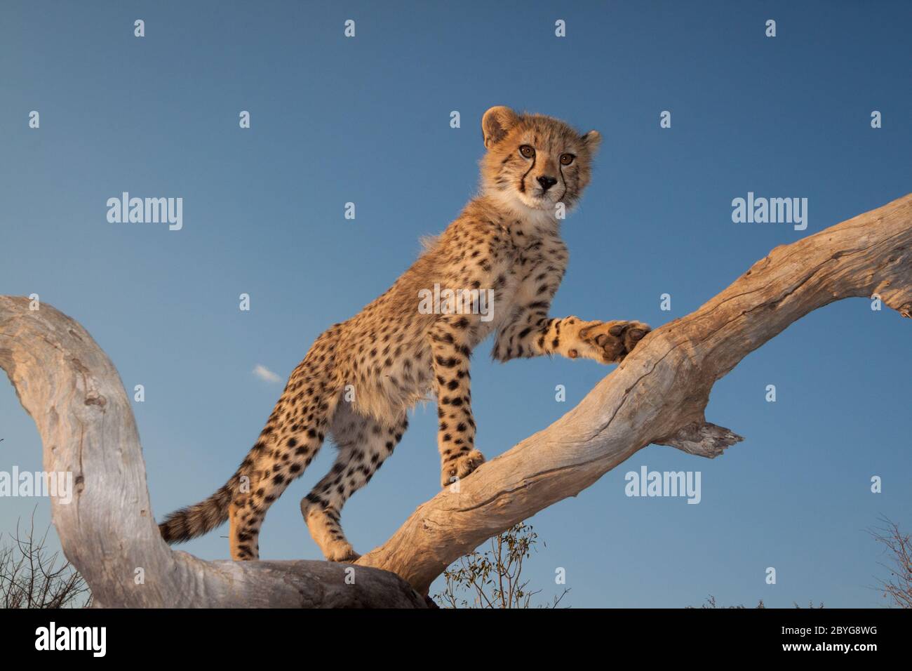 One baby cub with big brown eyes and clear tearmarks standing on a dead ...