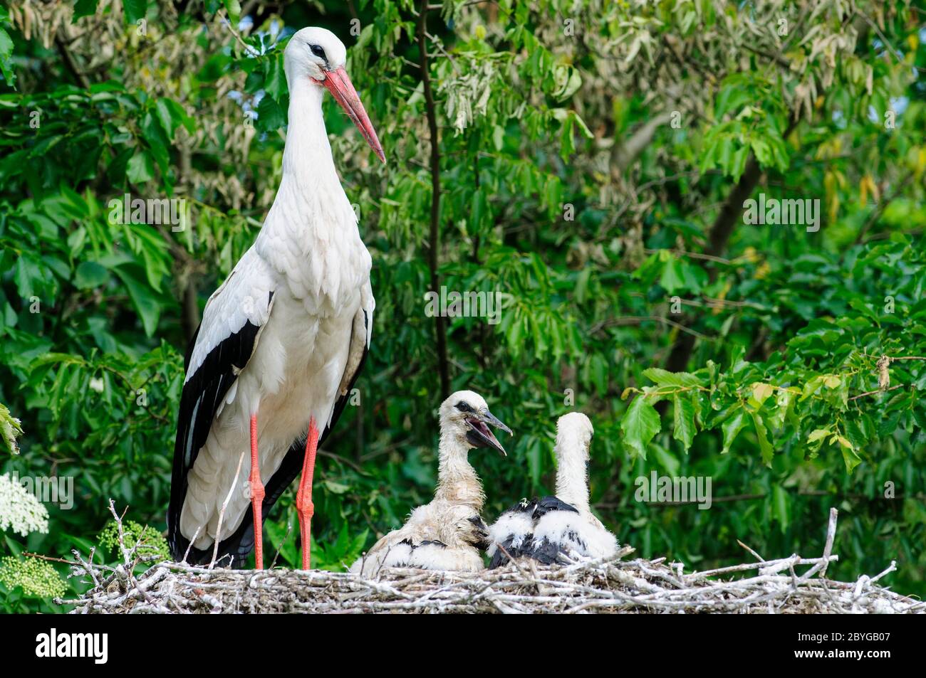 Stork young nesting on hi-res stock photography and images - Alamy