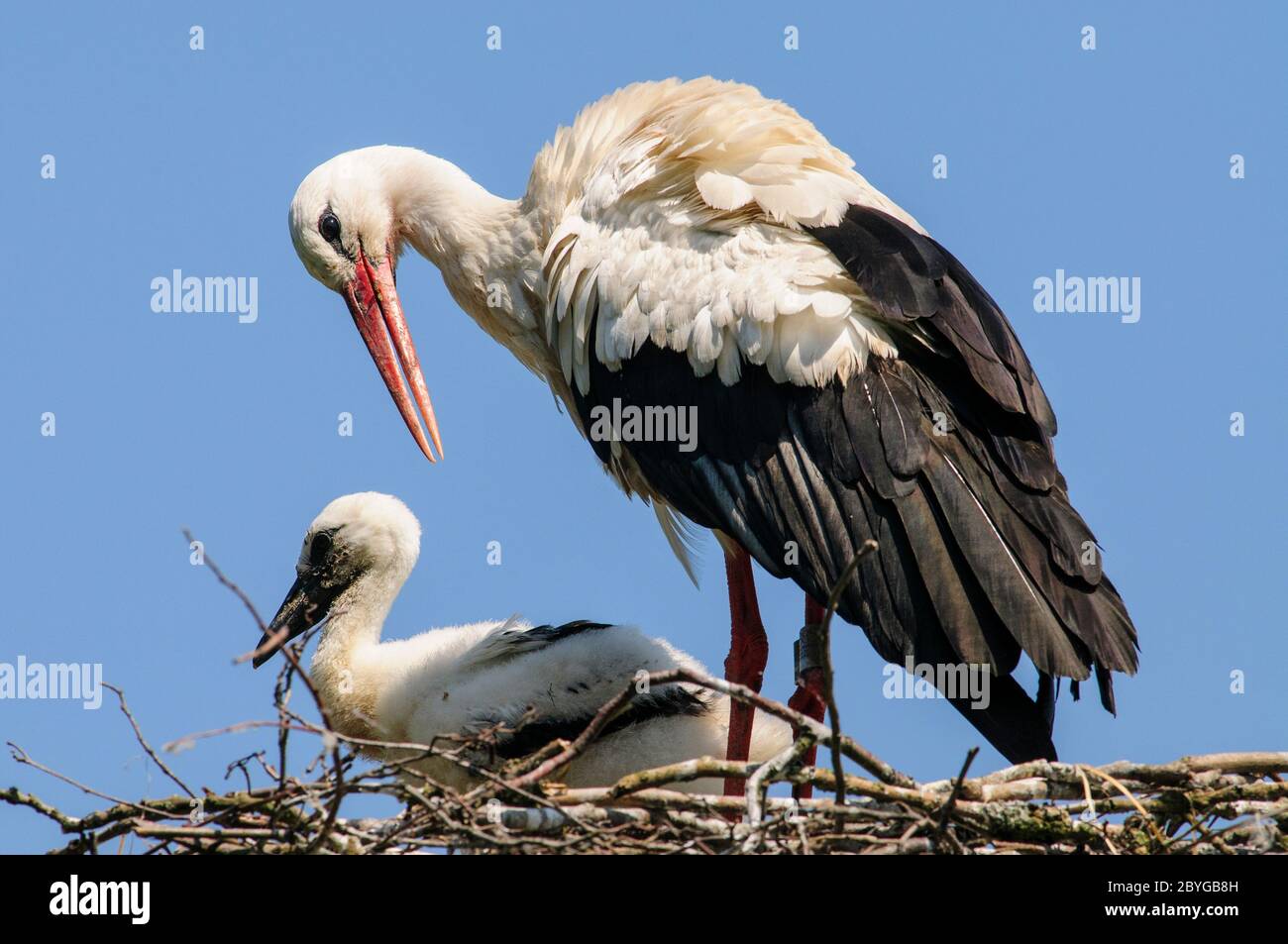Stork bird birds netherlands holland hi-res stock photography and ...