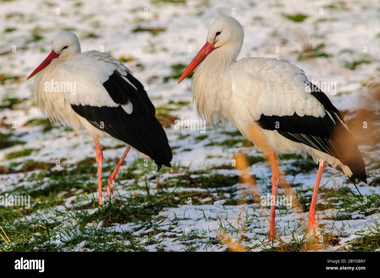 Two White storks in snow Stock Photo - Alamy