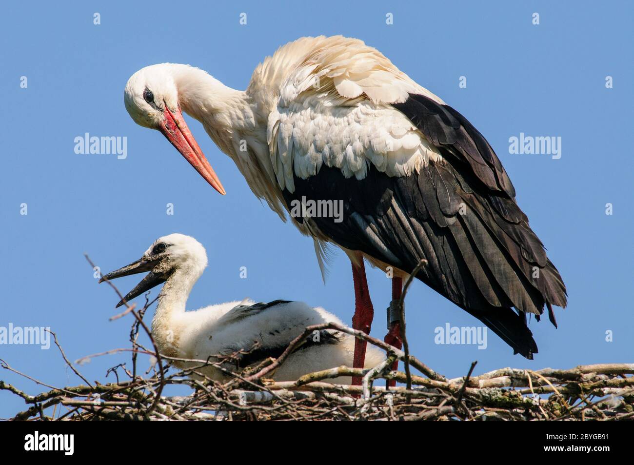 Stork young nesting on hi-res stock photography and images - Alamy