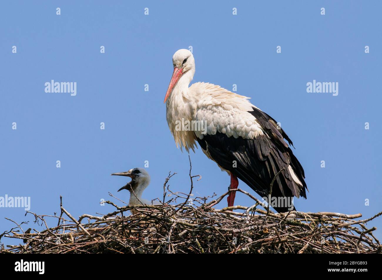 White stork on a nest with young chicks Stock Photo - Alamy