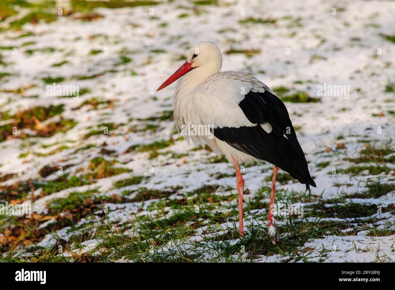 White stork in snow Stock Photo - Alamy