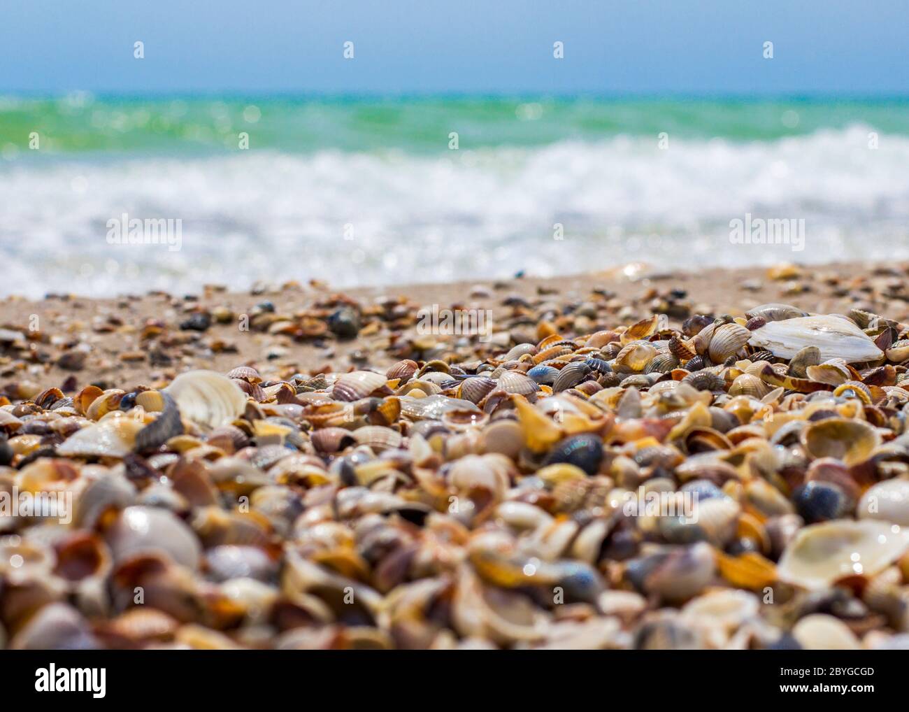 Seashell broken pebble stone shore hi-res stock photography and images ...