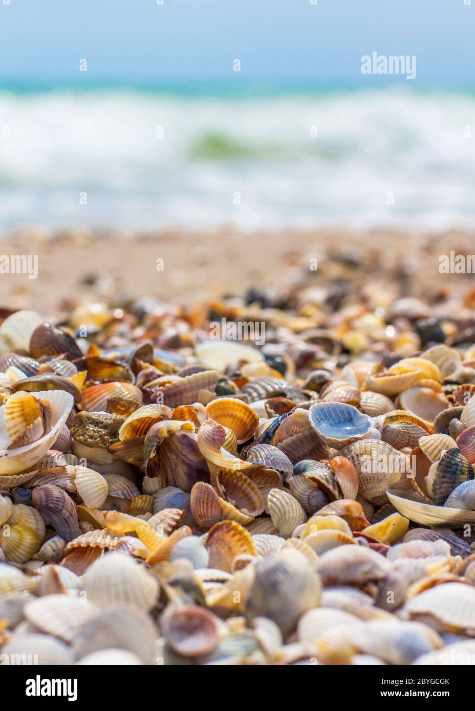 Seashells on the seashore. Sea waves. Coast Stock Photo - Alamy