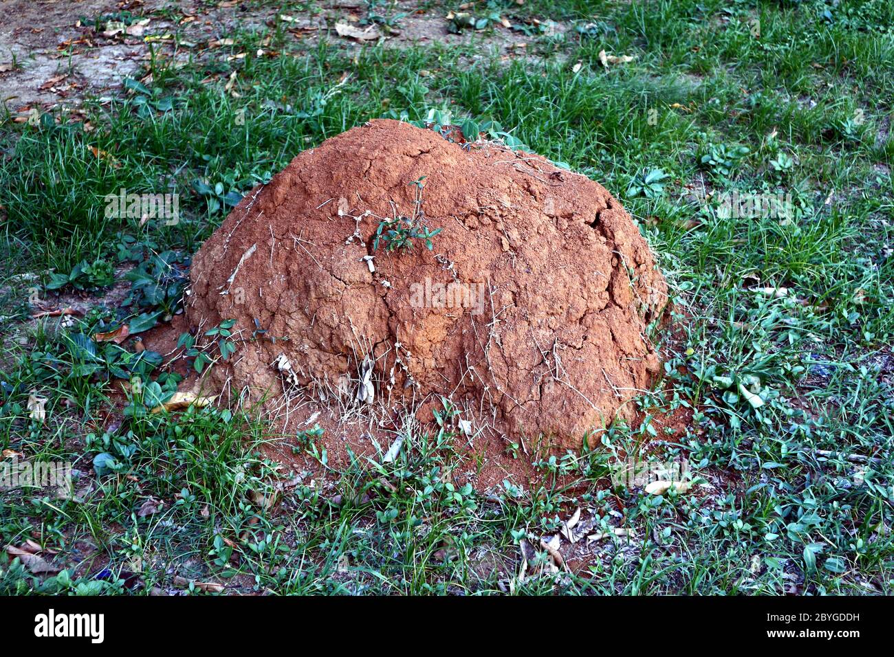 Bullet ant hill hi-res stock photography and images - Alamy