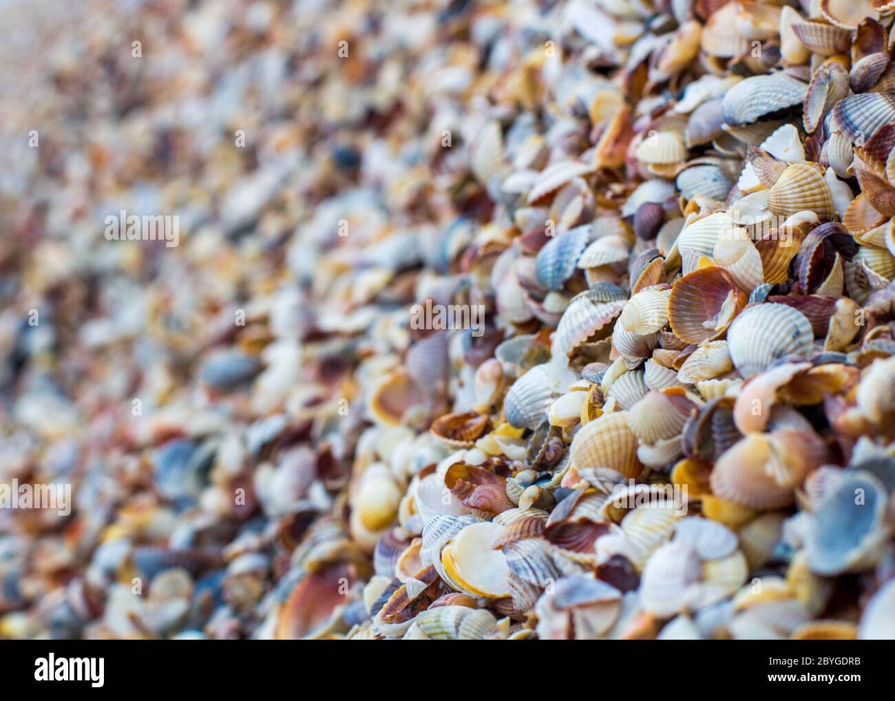 Seashells texture, pattern wallpaper closeup Stock Photo - Alamy