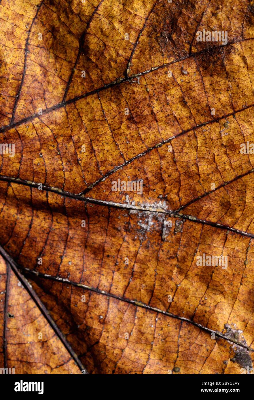 Dry element cell hi-res stock photography and images - Alamy