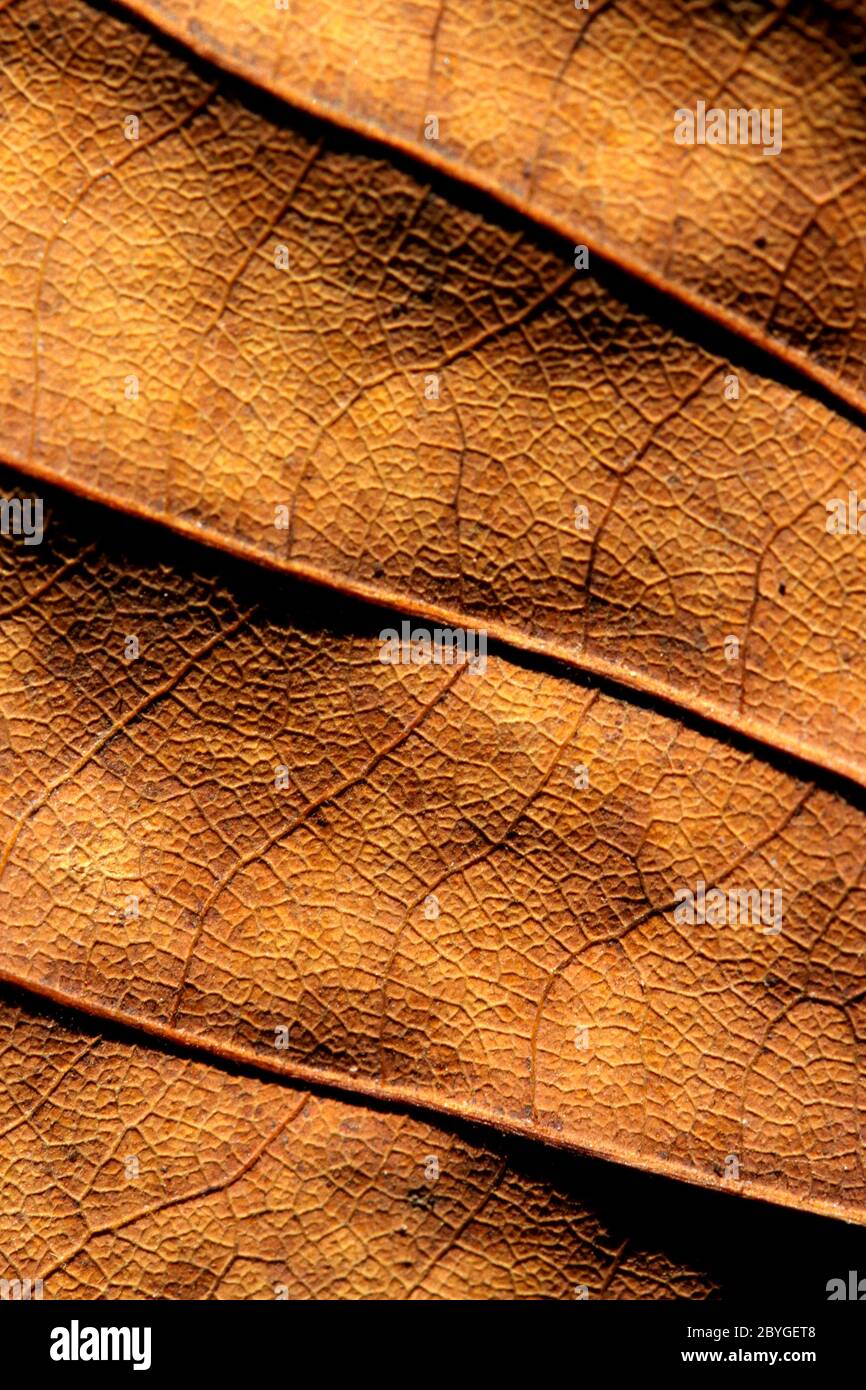 Diversity of botanical structures hi-res stock photography and images ...