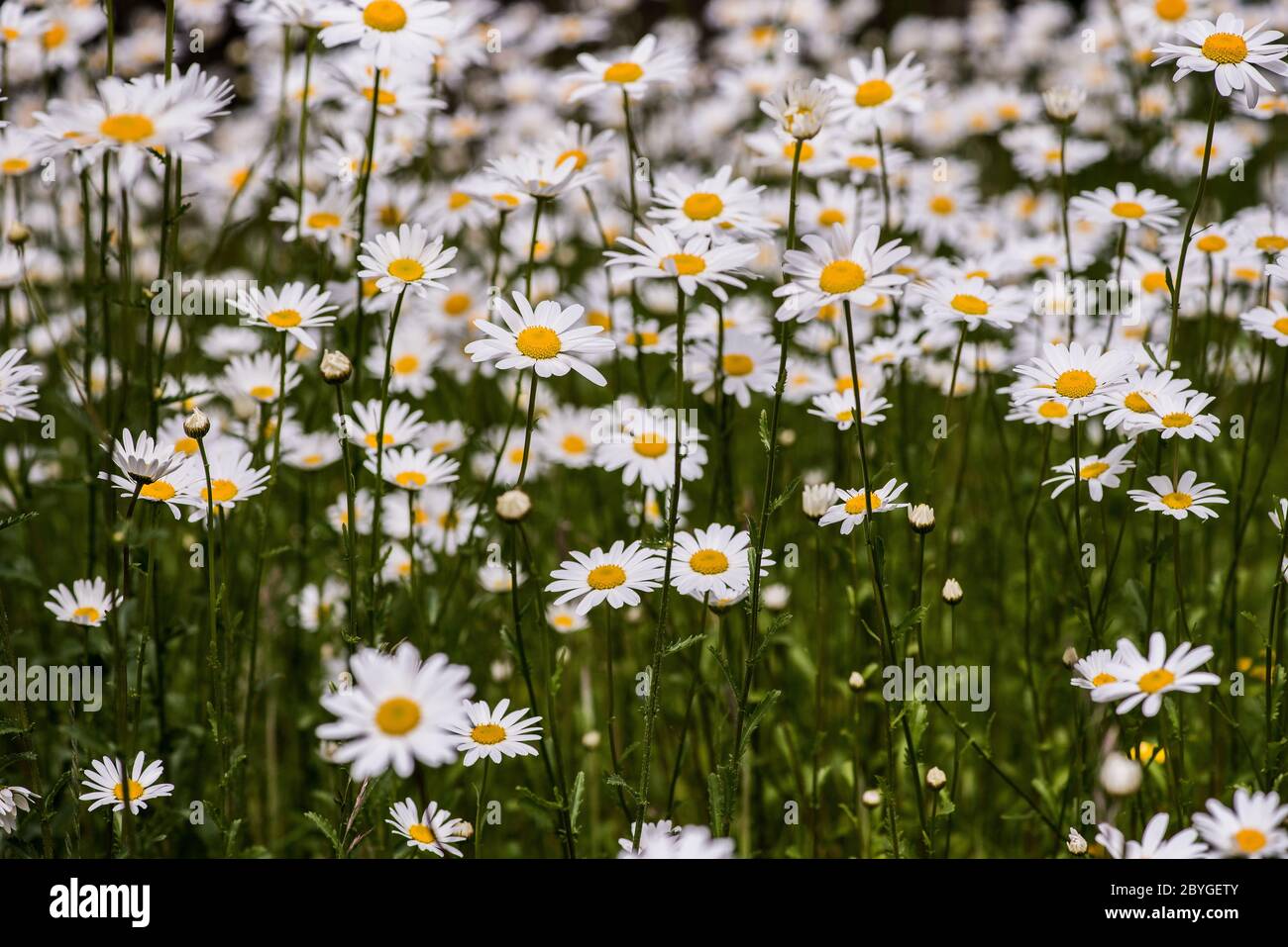 White oxe eye hi-res stock photography and images - Alamy