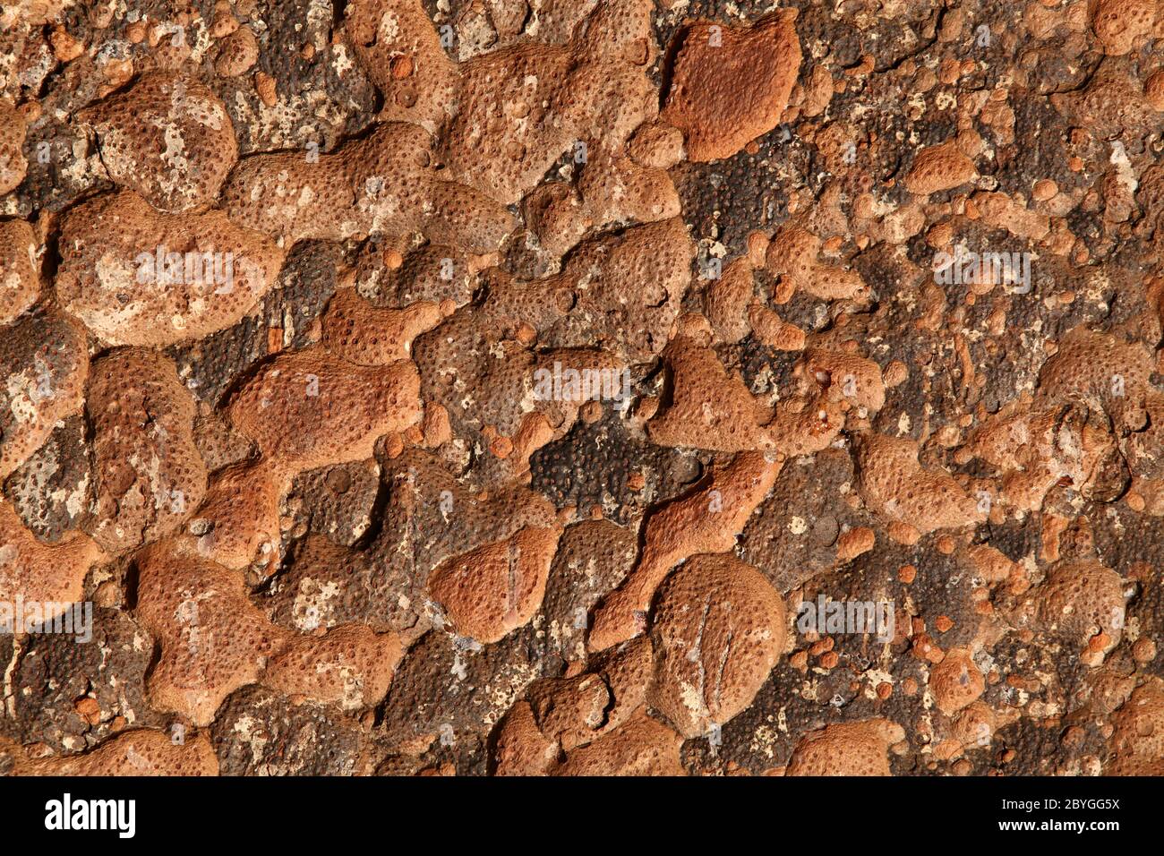 Tree trunk skin Stock Photo - Alamy