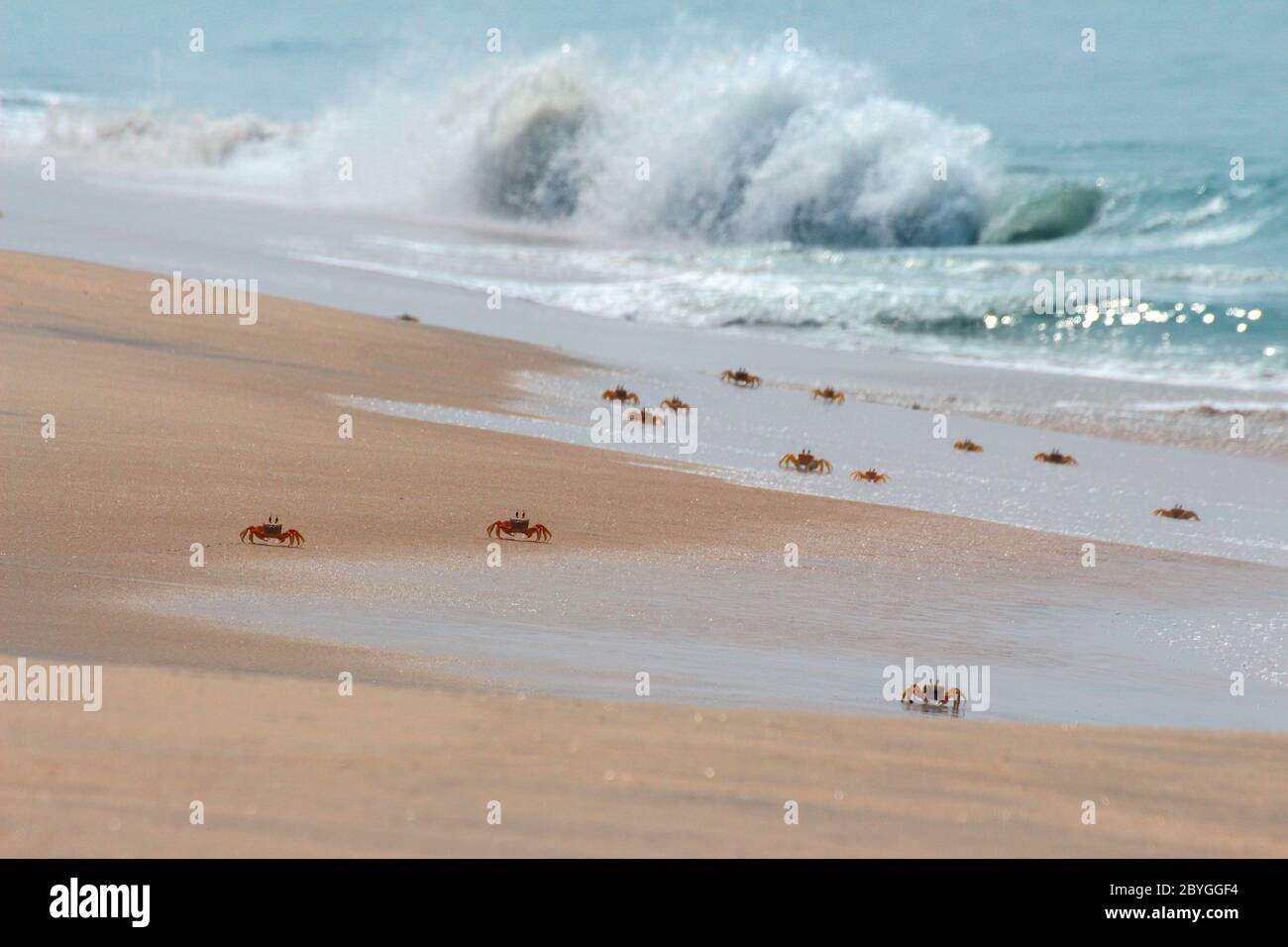 Crabs of india hi-res stock photography and images - Alamy